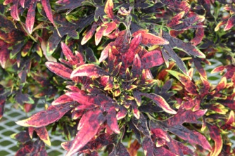 Coleus Wild Streak | Baker's Acres Greenhouse