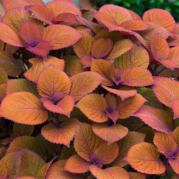 Coleus Campfire | Baker's Acres Greenhouse