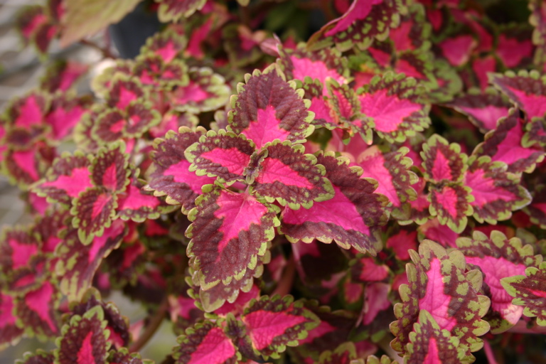 Coleus Trailing Queen | Baker's Acres Greenhouse