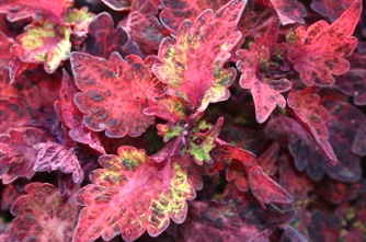 Coleus Elfers | Baker's Acres Greenhouse