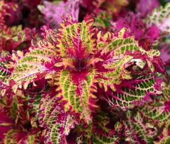 Coleus Peter's Wonder (Pink Ruffles) | Baker's Acres Greenhouse
