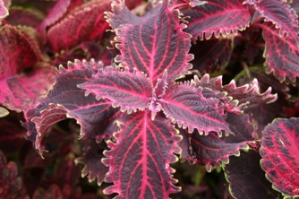 Coleus Stunning (Red Ruffles) | Baker's Acres Greenhouse