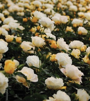 Rosa Drift Popcorn | Baker's Acres Greenhouse