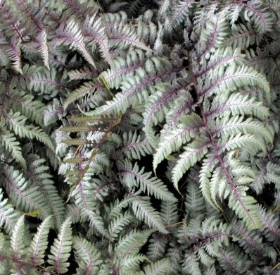 Fern Athyrium niponicum Silver Falls ~ | Baker's Acres Greenhouse