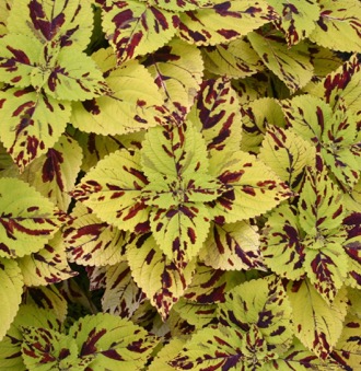 Coleus Presidio | Baker's Acres Greenhouse
