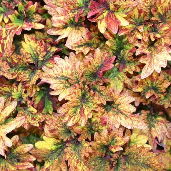 Coleus Smallwoods Driveway | Baker's Acres Greenhouse