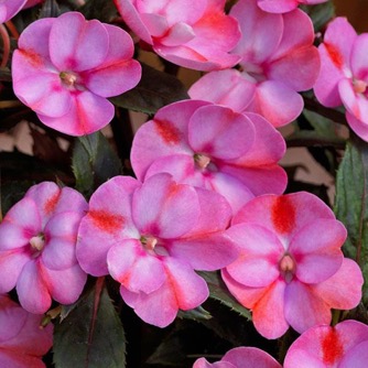 Impatiens Sunpatiens Compact Red Candy | Baker's Acres Greenhouse