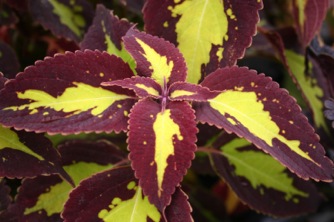 Coleus Saturn | Baker's Acres Greenhouse