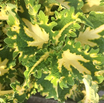 Coleus White Water | Baker's Acres Greenhouse