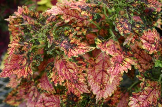 Coleus Piñata | Baker's Acres Greenhouse