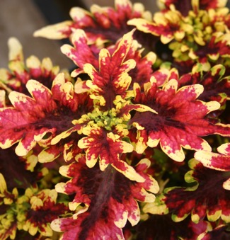 Coleus Golden Gate | Baker's Acres Greenhouse