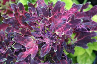 Coleus St. Charles | Baker's Acres Greenhouse